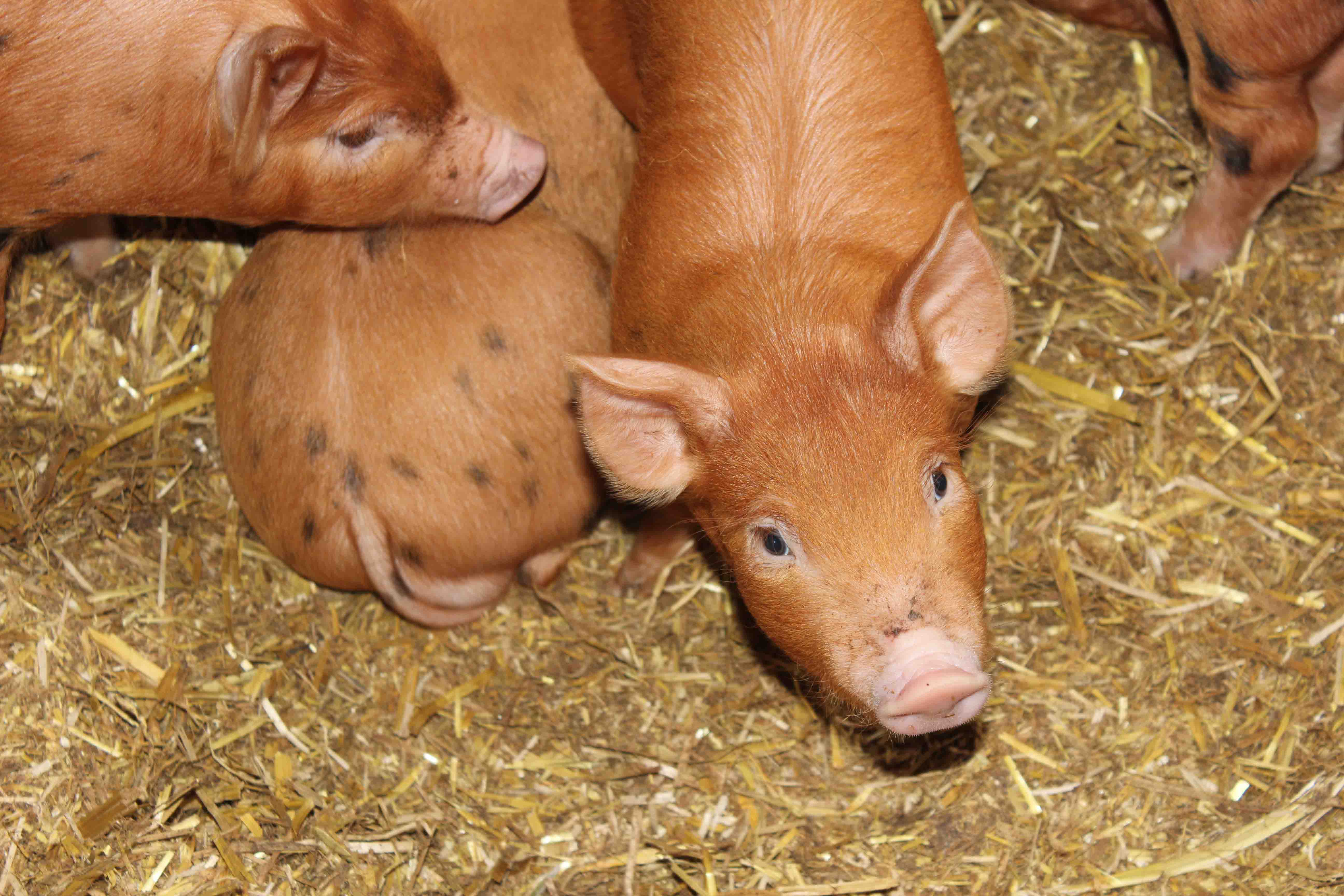 Piglets – Summer 2013 – Yatehouse Farm